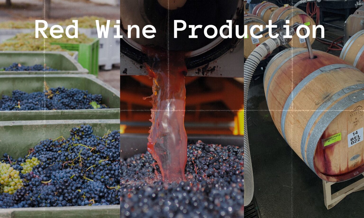 Red Wine Production • Belledor Vineyards
